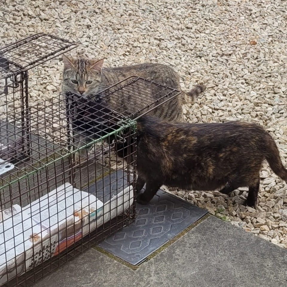 Services – Cat and Dog Protection Association of Ireland