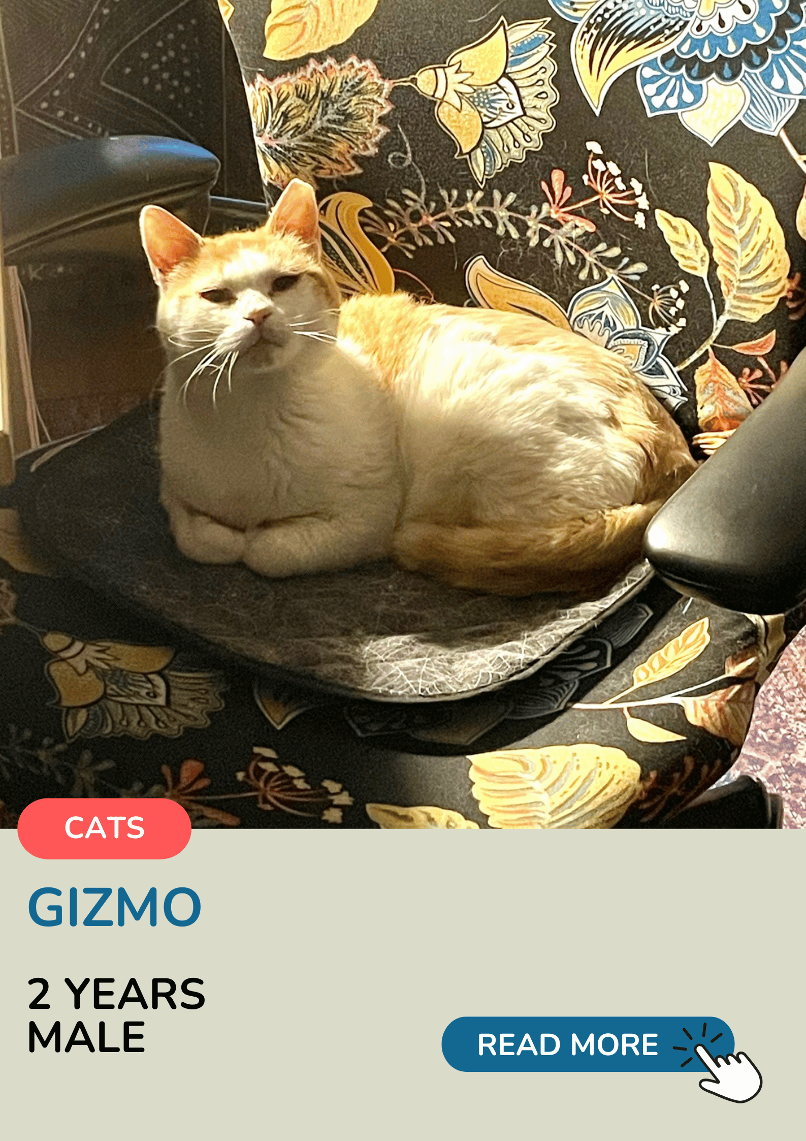 Gizmo – Cat and Dog Protection Association of Ireland