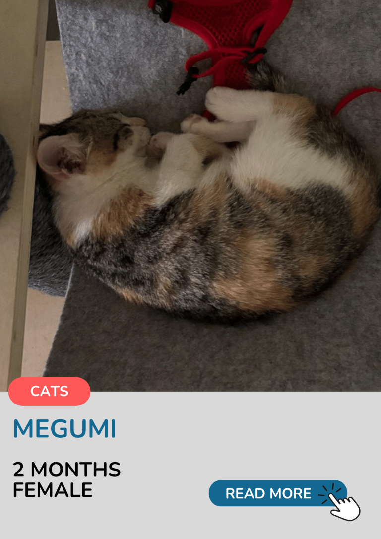 Megumi – Cat and Dog Protection Association of Ireland