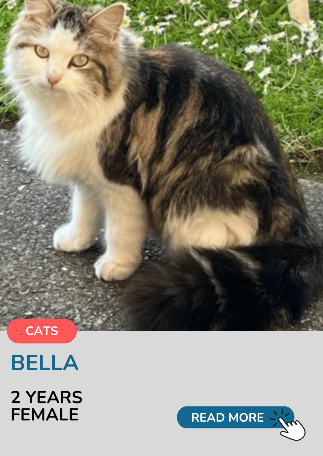 Bella – Cat and Dog Protection Association of Ireland