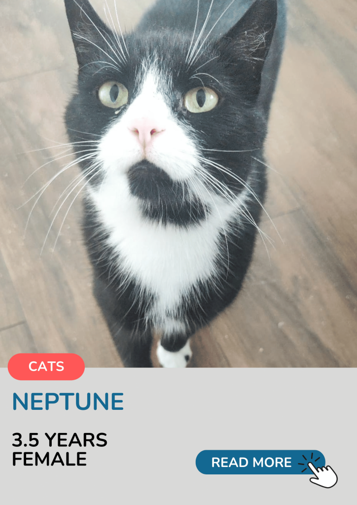 Neptune – Cat and Dog Protection Association of Ireland